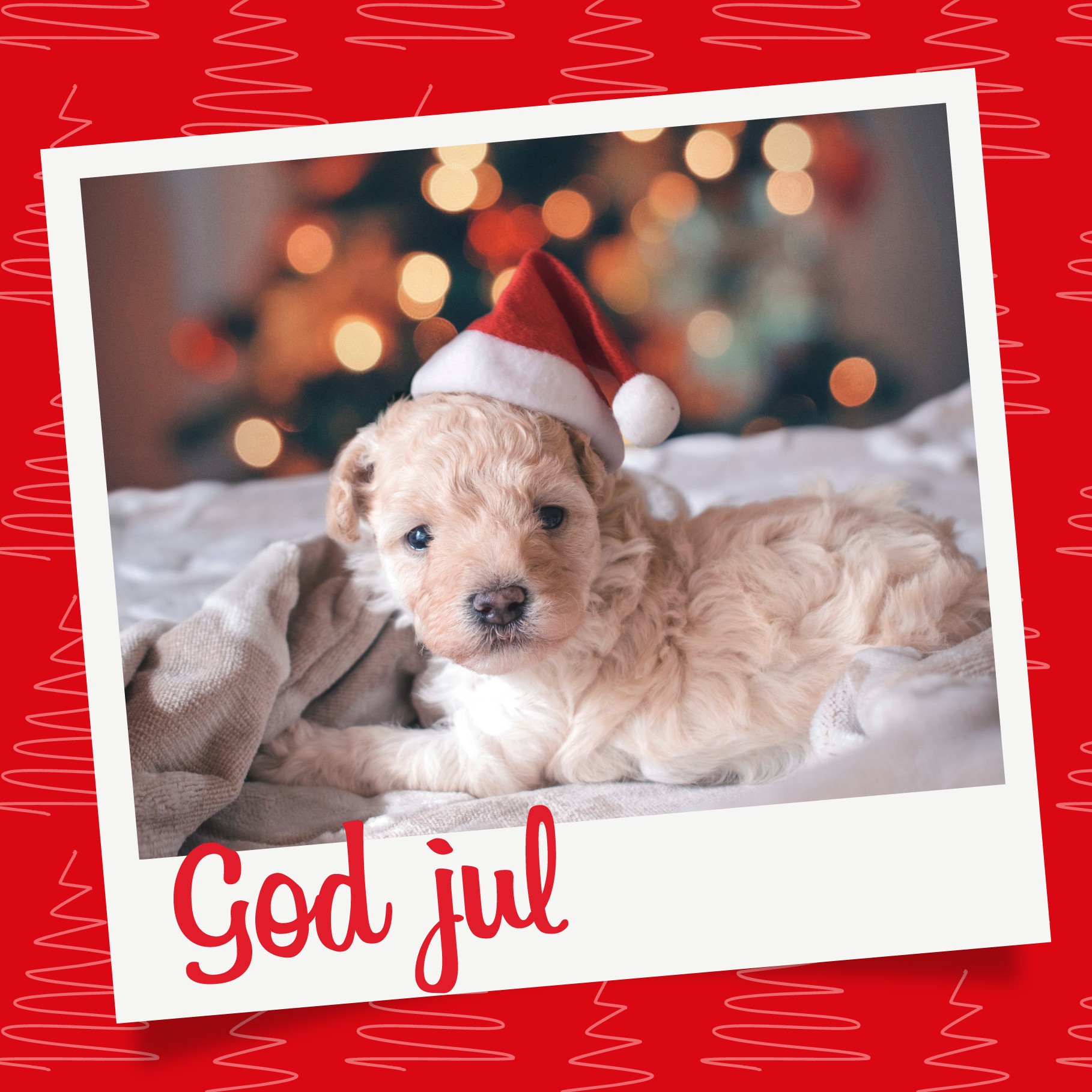 Julkort - Rapps Foto